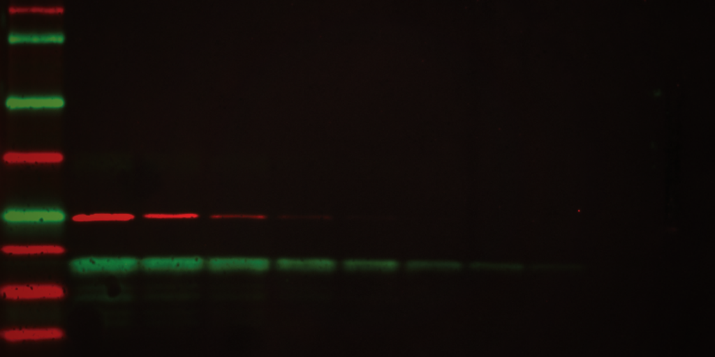 using-precision-plus-protein-westernc-standards-to-validate-major-steps ...
