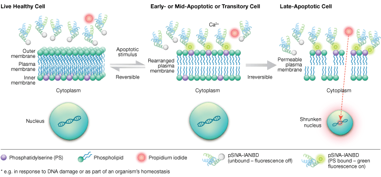Cell Apoptosis Assay