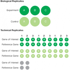 biological-and-technical-replicates | Bio-Radiations