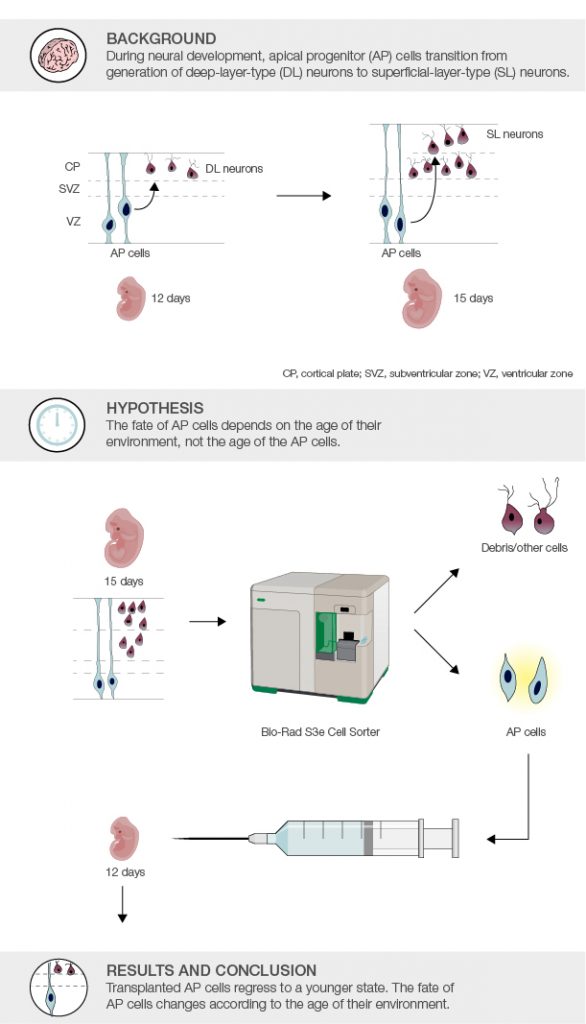 Turning Back the Clock on Mouse Neural Progenitor Cells | Bioradiations
