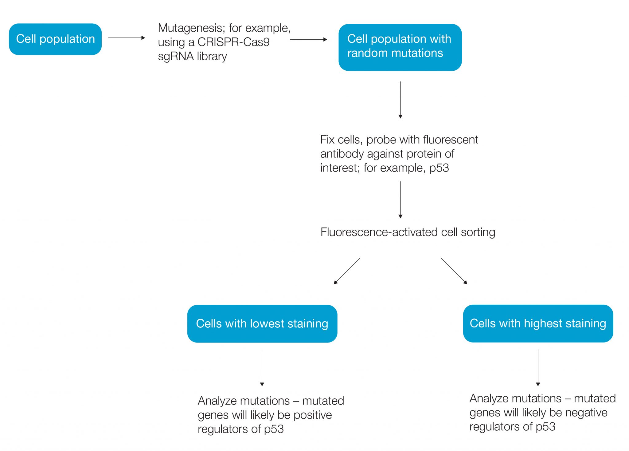FACS, Genetic Screens, and the HAP1 Cell Line in Cancer Research | Bio ...