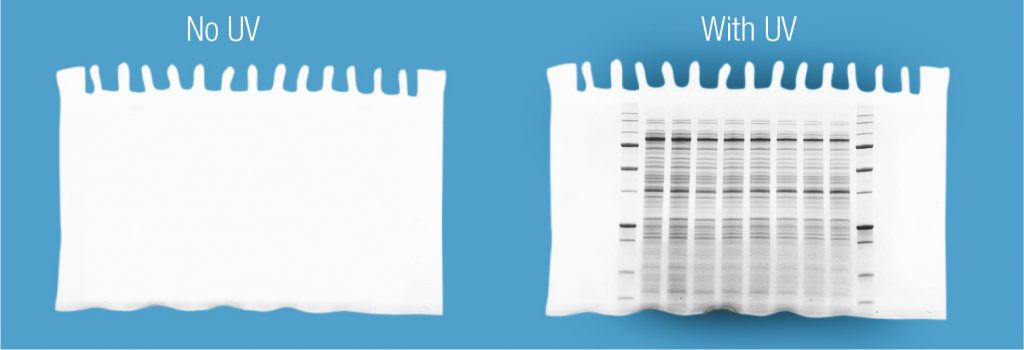 3 Reasons to Use Stain-Free Western Blotting | Bio-Radiations