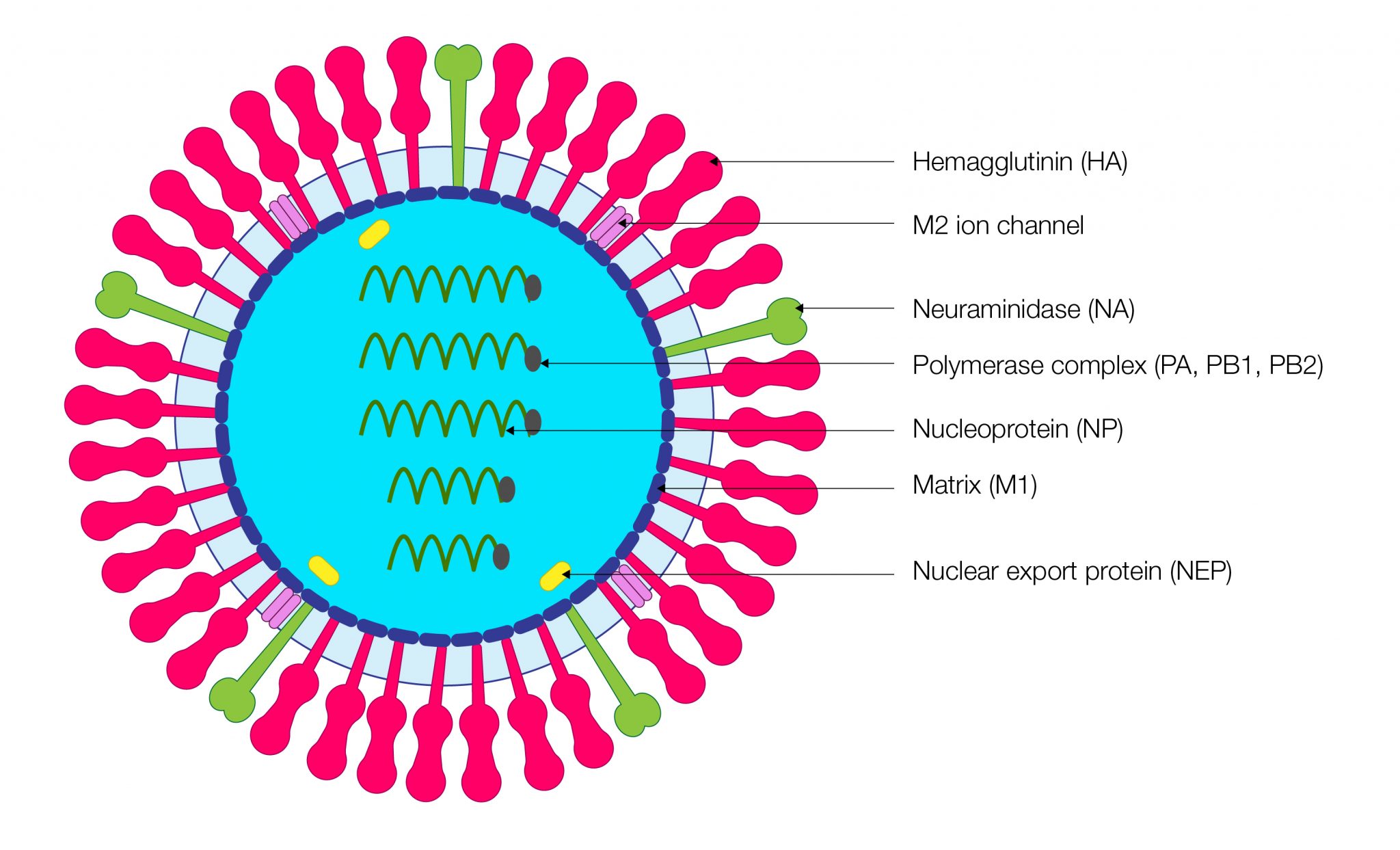 Single-Step Influenza Virus Purification | Bio-Radiations