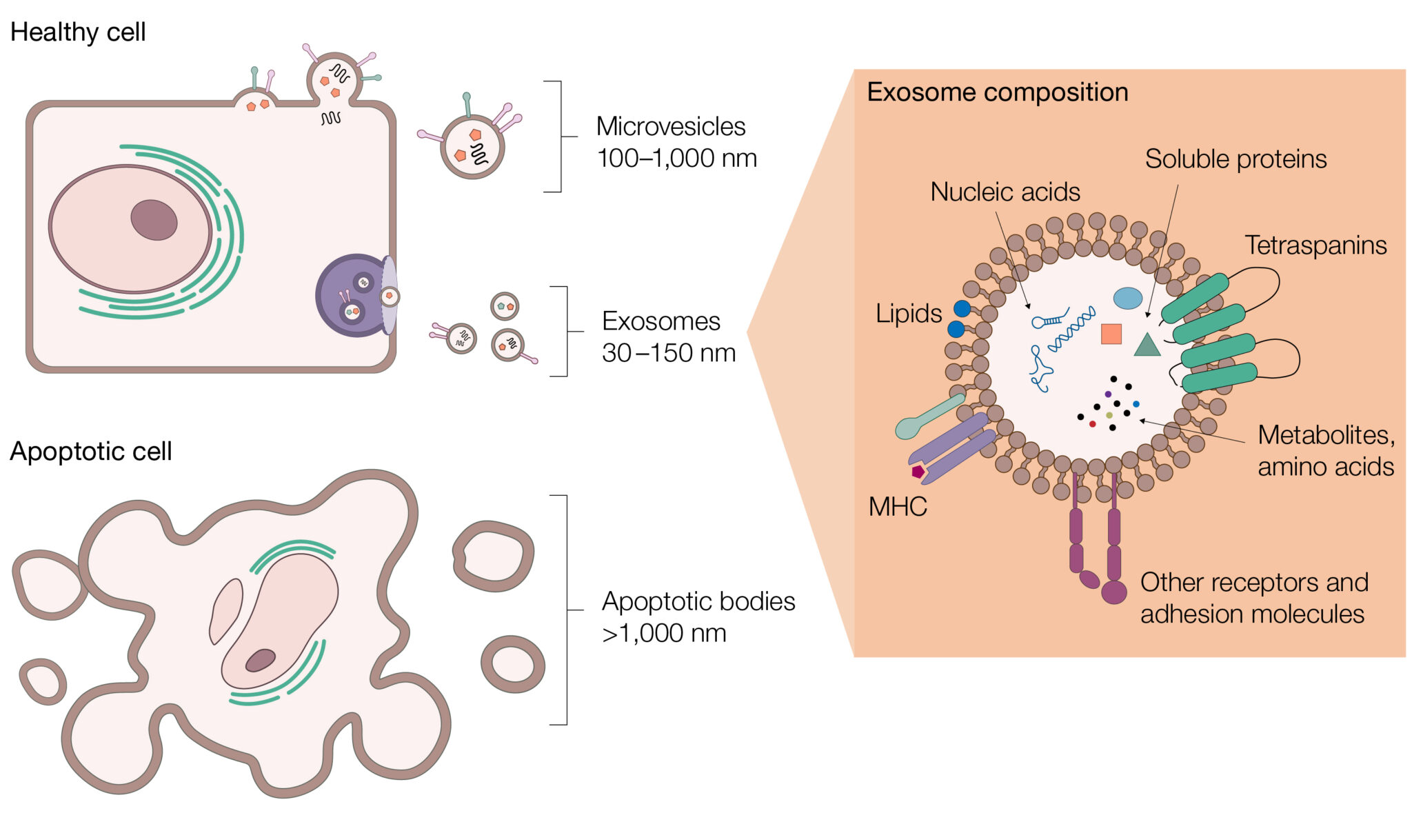 Extracellular Vesicle Isolation and Analysis | Bio-Radiations