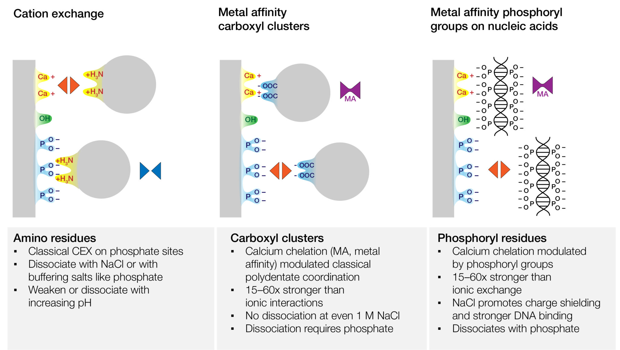 Biotherapeutic Purification with Mixed-Mode Chromatography | Bio-Radiations
