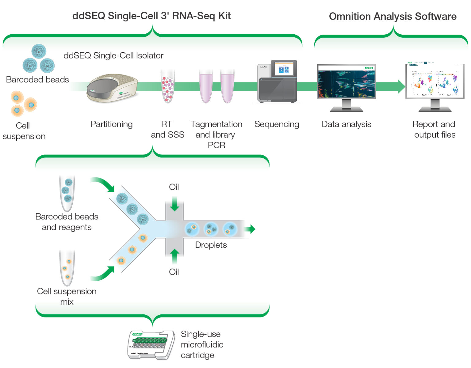 Gene Expression and Regulation of Single Cells | Bio-Radiations